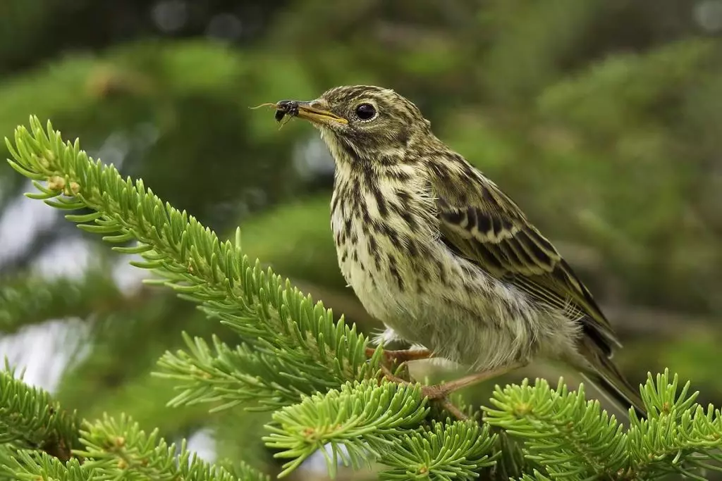 Unge skogspipitter har mer tydelige sorte striper på overkroppen.