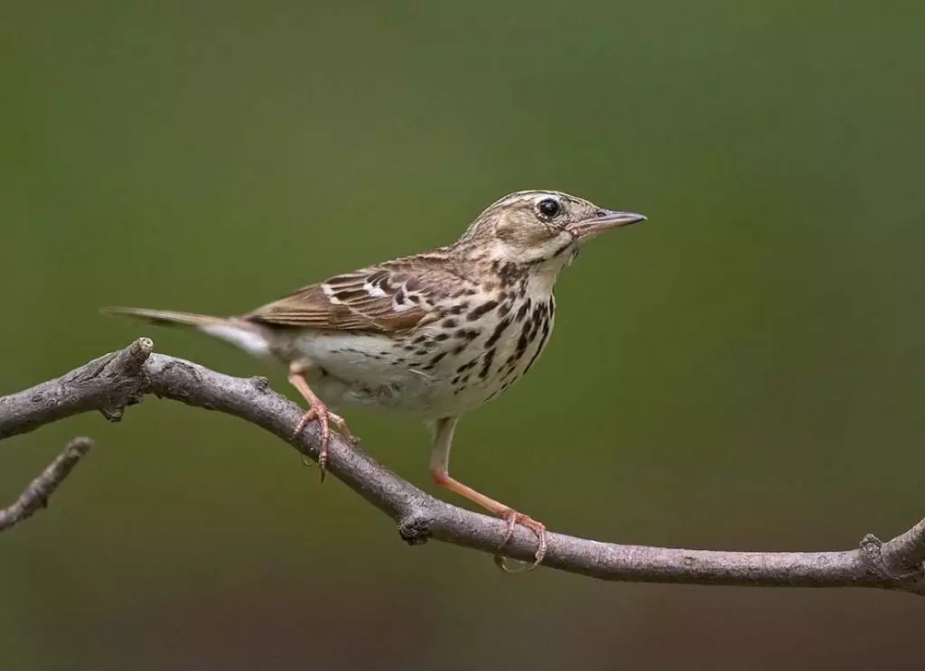 Ang pipit sa lasang usa ka talagsaon nga mga species sa paglalin nga namuyo sa mga parke, kalasangan ug mga walog sa sapa.