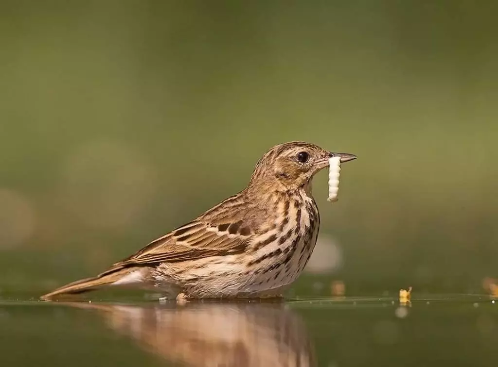 Ang mga pipits sa lasang nagpakaon sa ilang mga anak sa 9-11 ka adlaw.