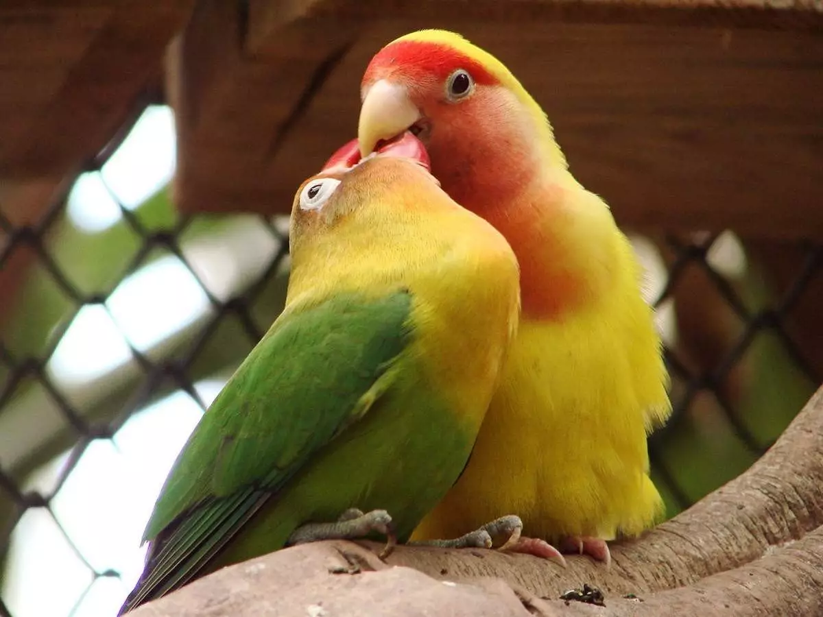 Lovebirds (Agapornis).