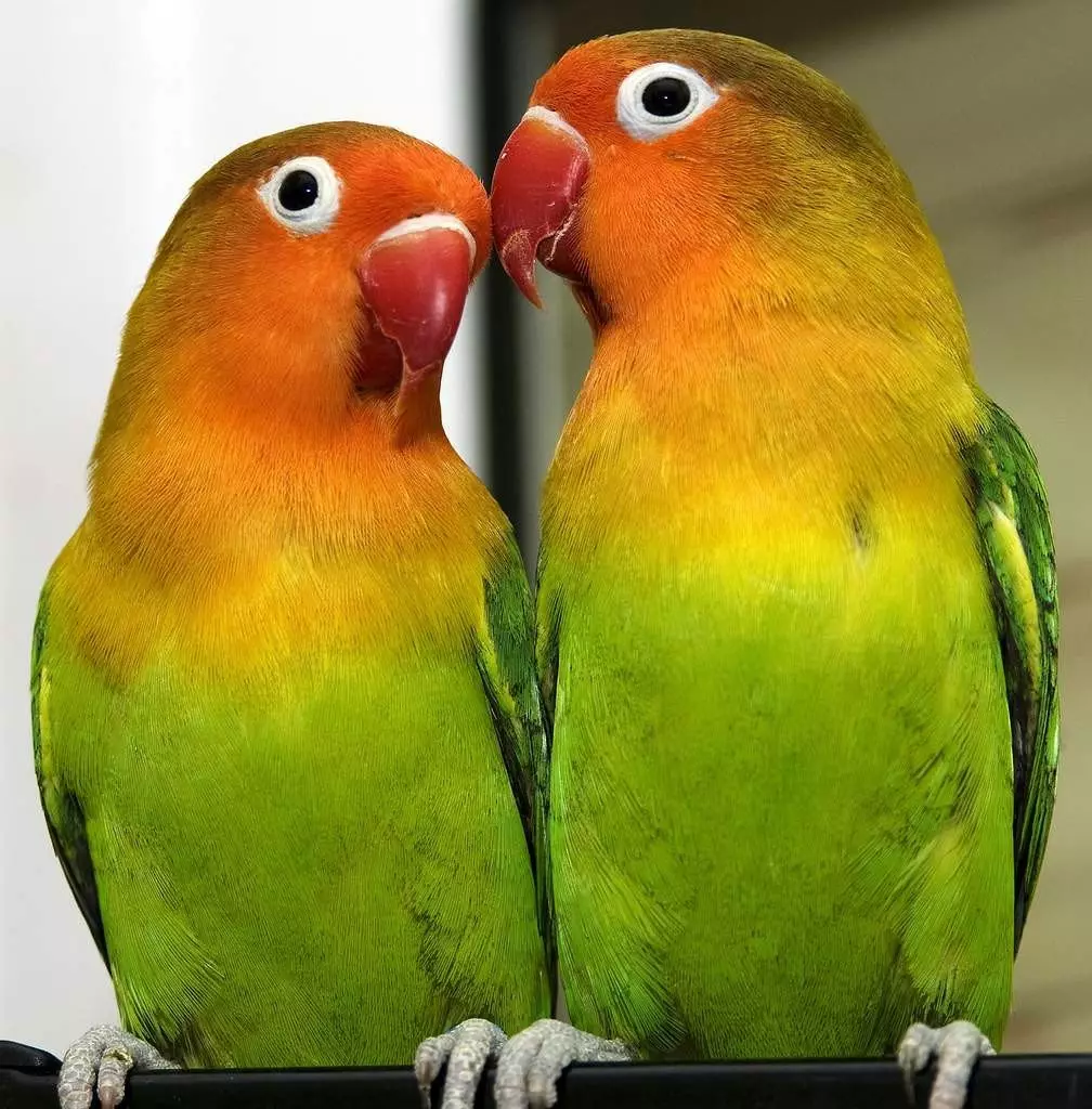 Lovebirds များသည်အပူပိုင်းဒေသတွင်နေထိုင်သူများဖြစ်သည်။