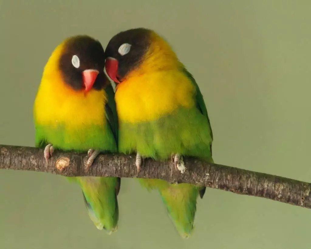 သူတို့ရဲ့တစ်ခြမ်းသေသွားရင် Lovebirds ဟာအသက်မရှင်နိုင်ပါဘူး။