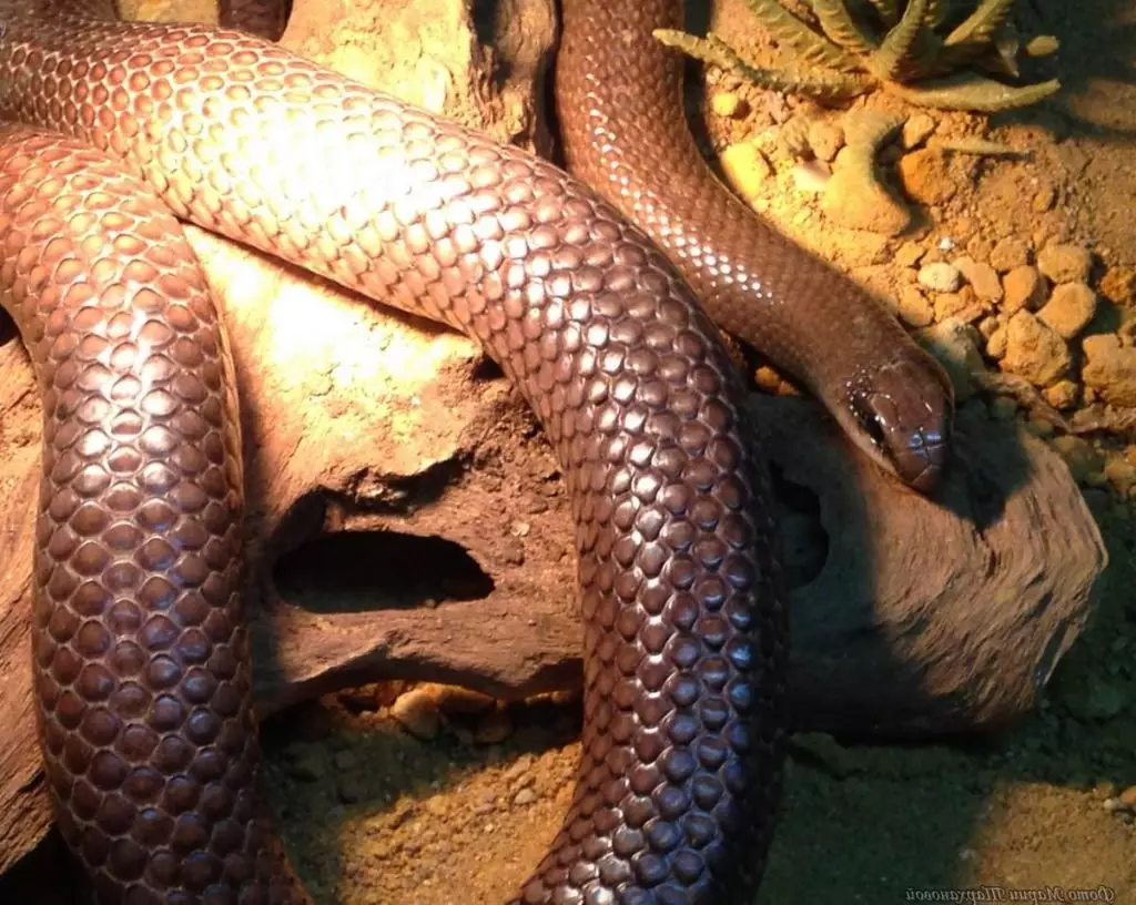 Nosy Ramfiophis (Rhamphiophis rostratus).