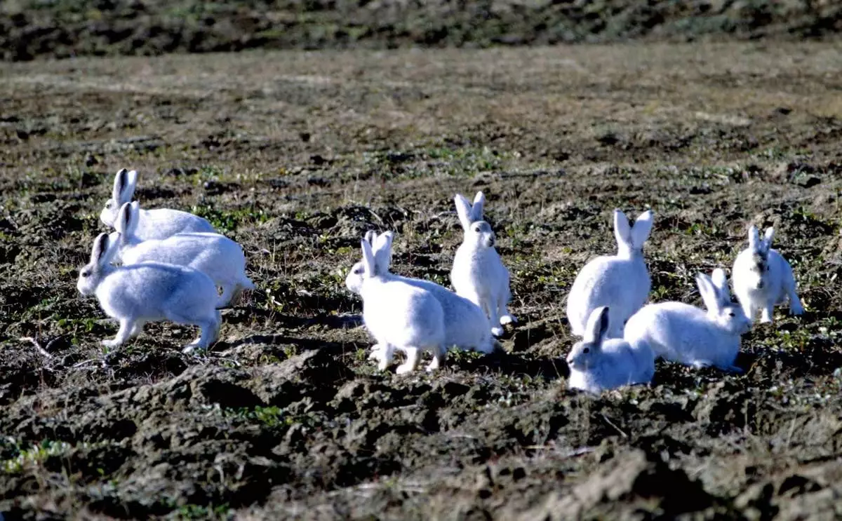 Ni ọpọlọpọ awọn ọran, awọn pola hares ngbe ni awọn ẹgbẹ kekere.