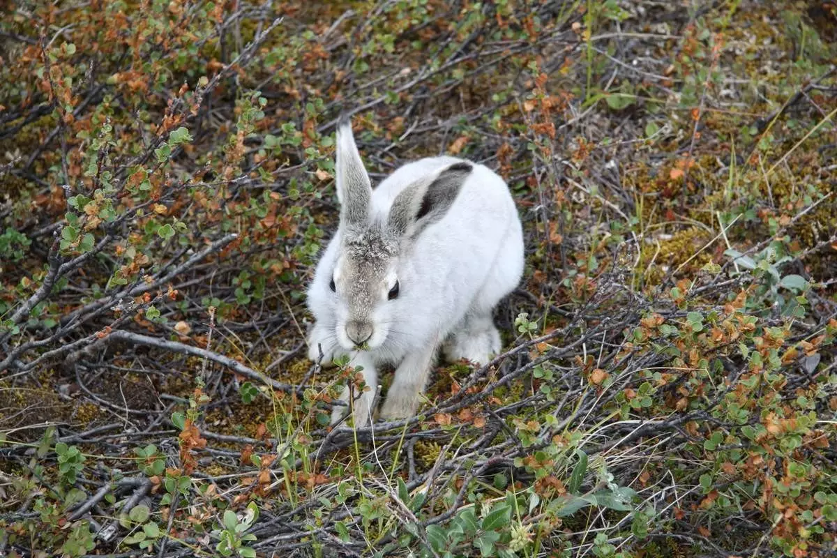 Polar hares. kunyanya mhuka dzinomera.