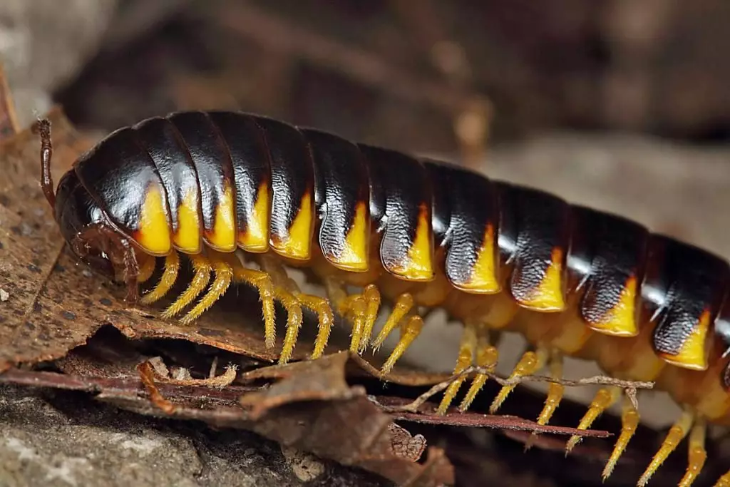 Centipedes (Myriapoda).