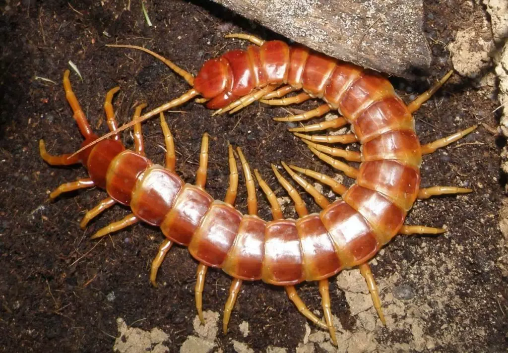 Centipedes imatha kutulutsa poyizoni wothamangitsa adani.