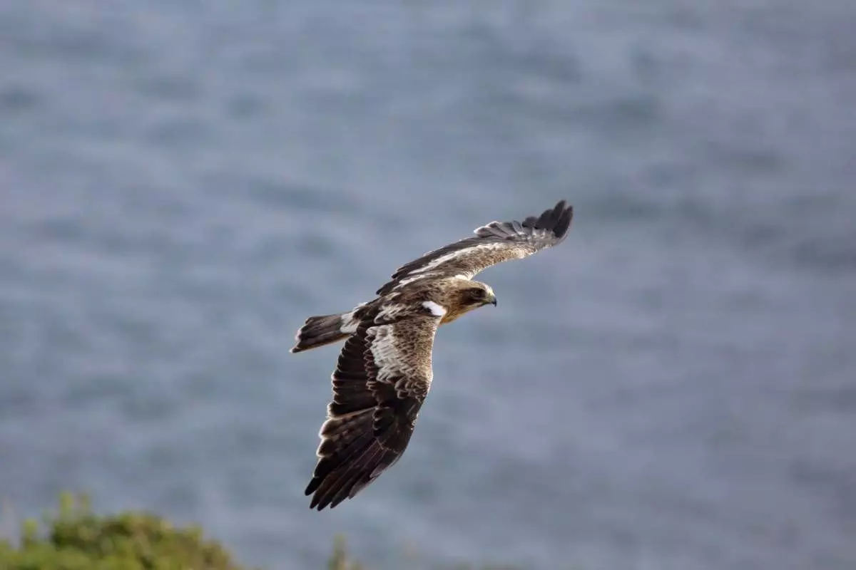 Flyging av dvergørn.