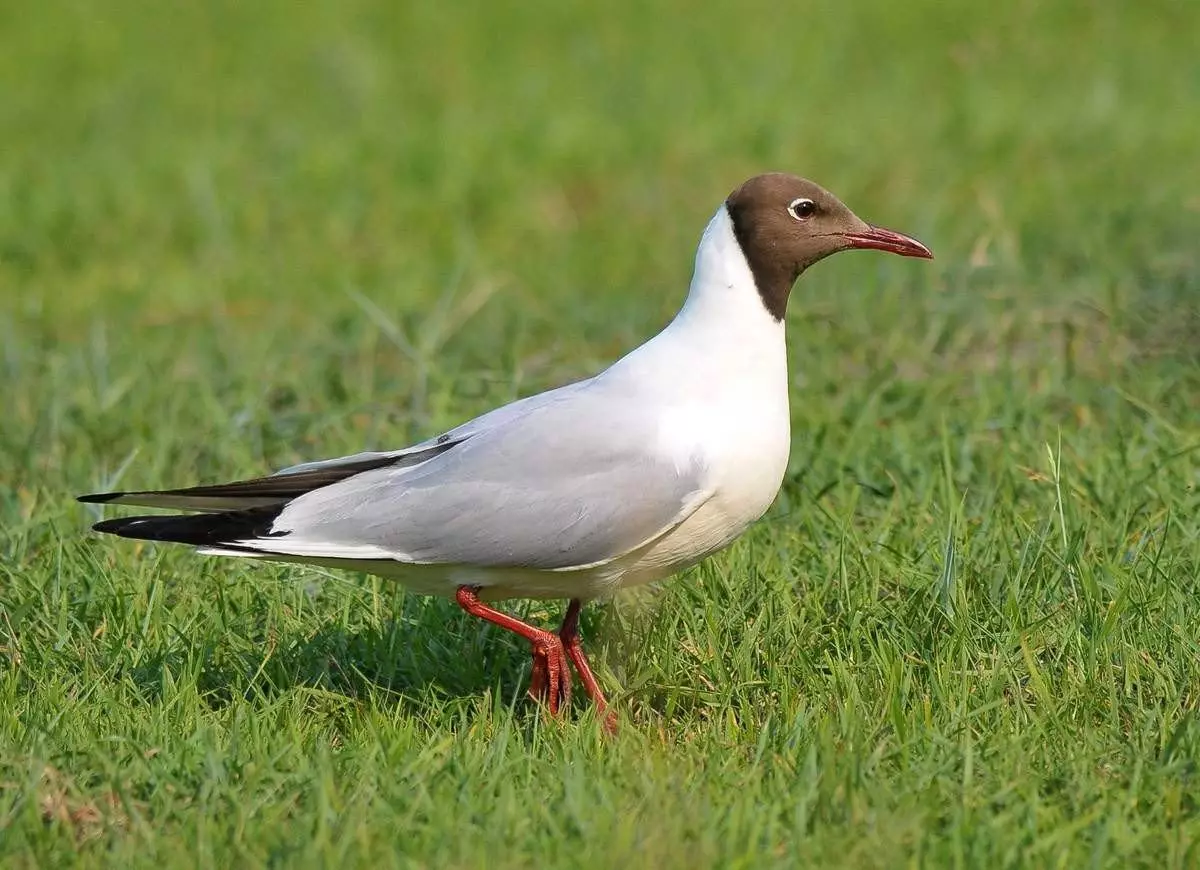 Nigrakapa mevo (Larus ridibundus).