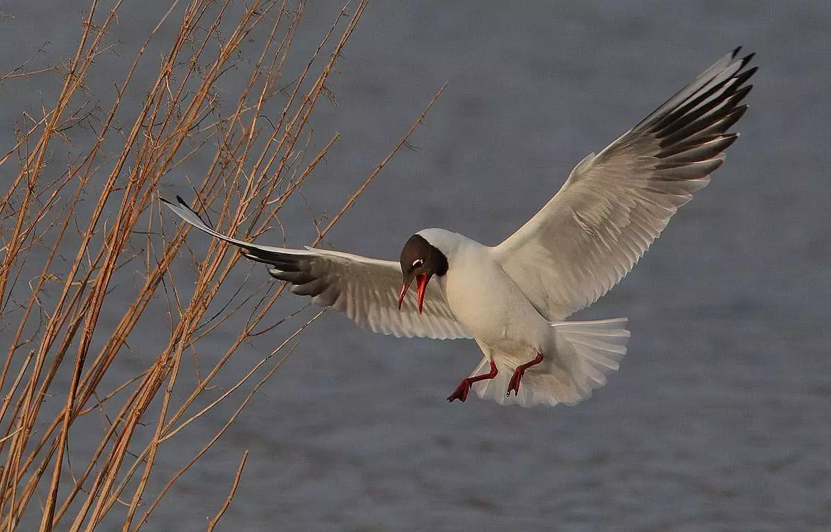 Penerbangan gull sing endhas ireng.