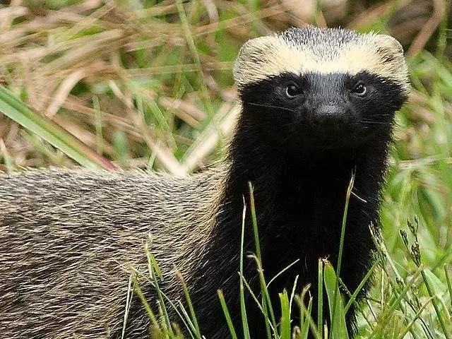 Penjara kecil (Galictis cuja).