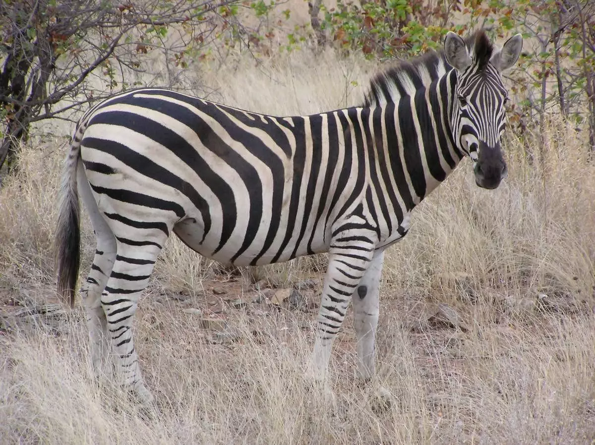 Zebra (Hippotigris).