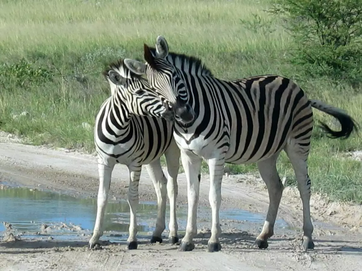 Zebra und ihr Baby.