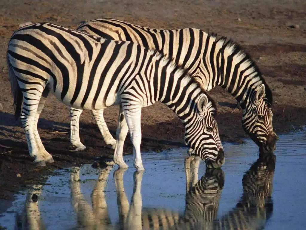 Zebres en un abeurador.