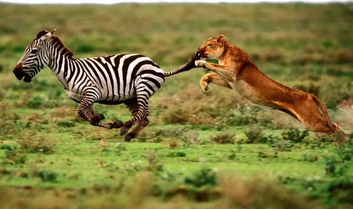 La zebra és un objecte de caça de grans depredadors.