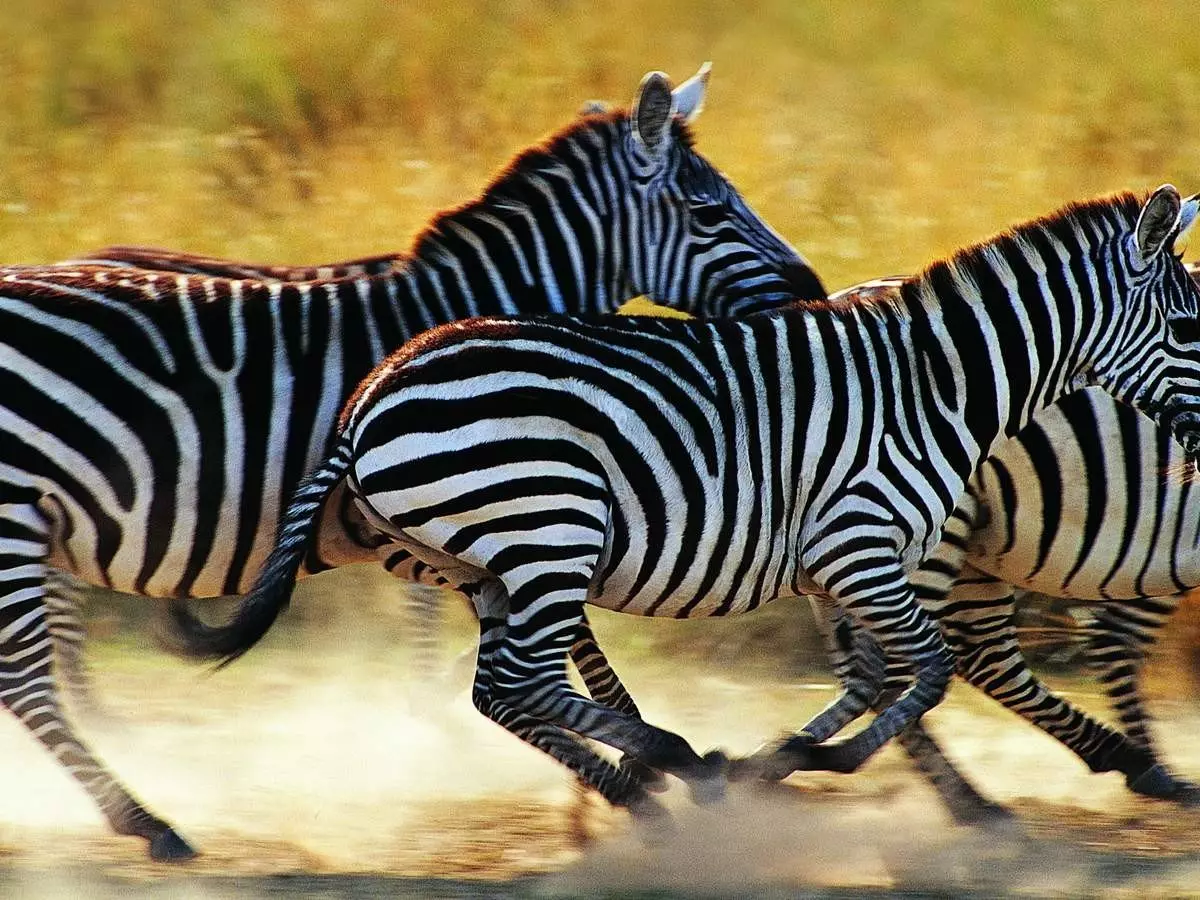 Zebras fliehen.