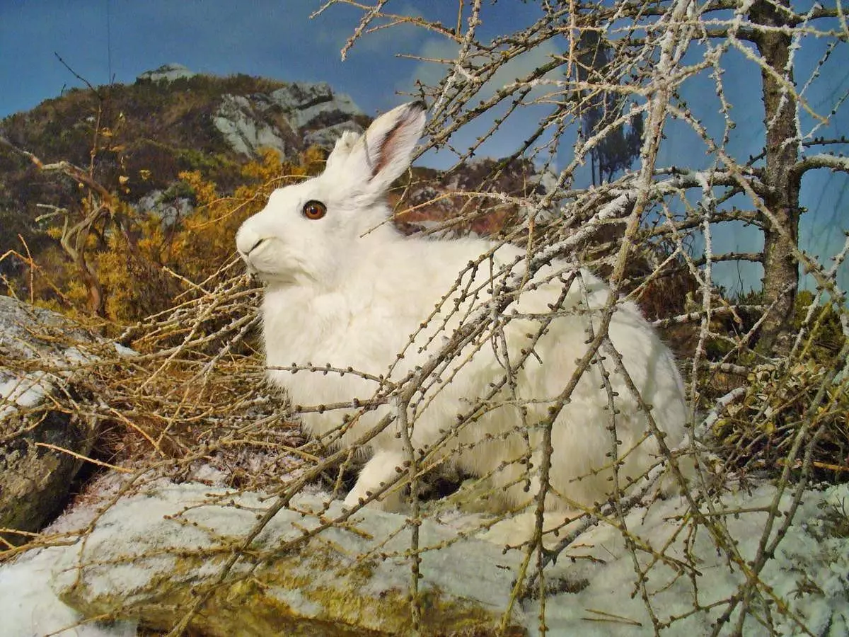 Weißer Hase (Lepus timidus).