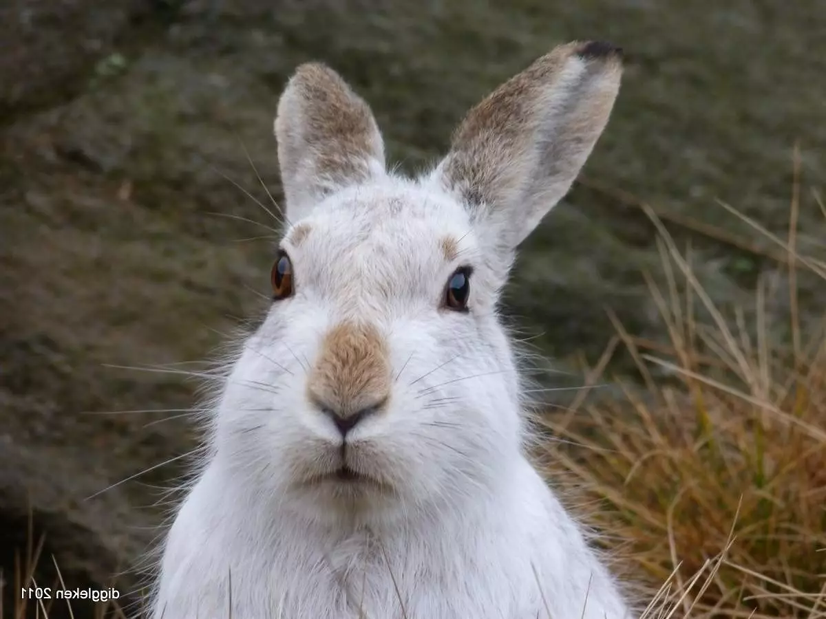 Weißer Hase ist ein ziemlich großes Tier.