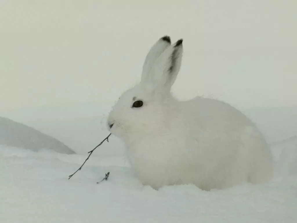 Las liebres blancas son animales herbívoros.