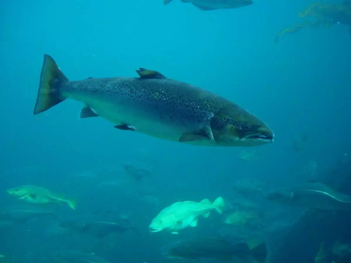 Salmon yeAtlantic (Mapira salar).