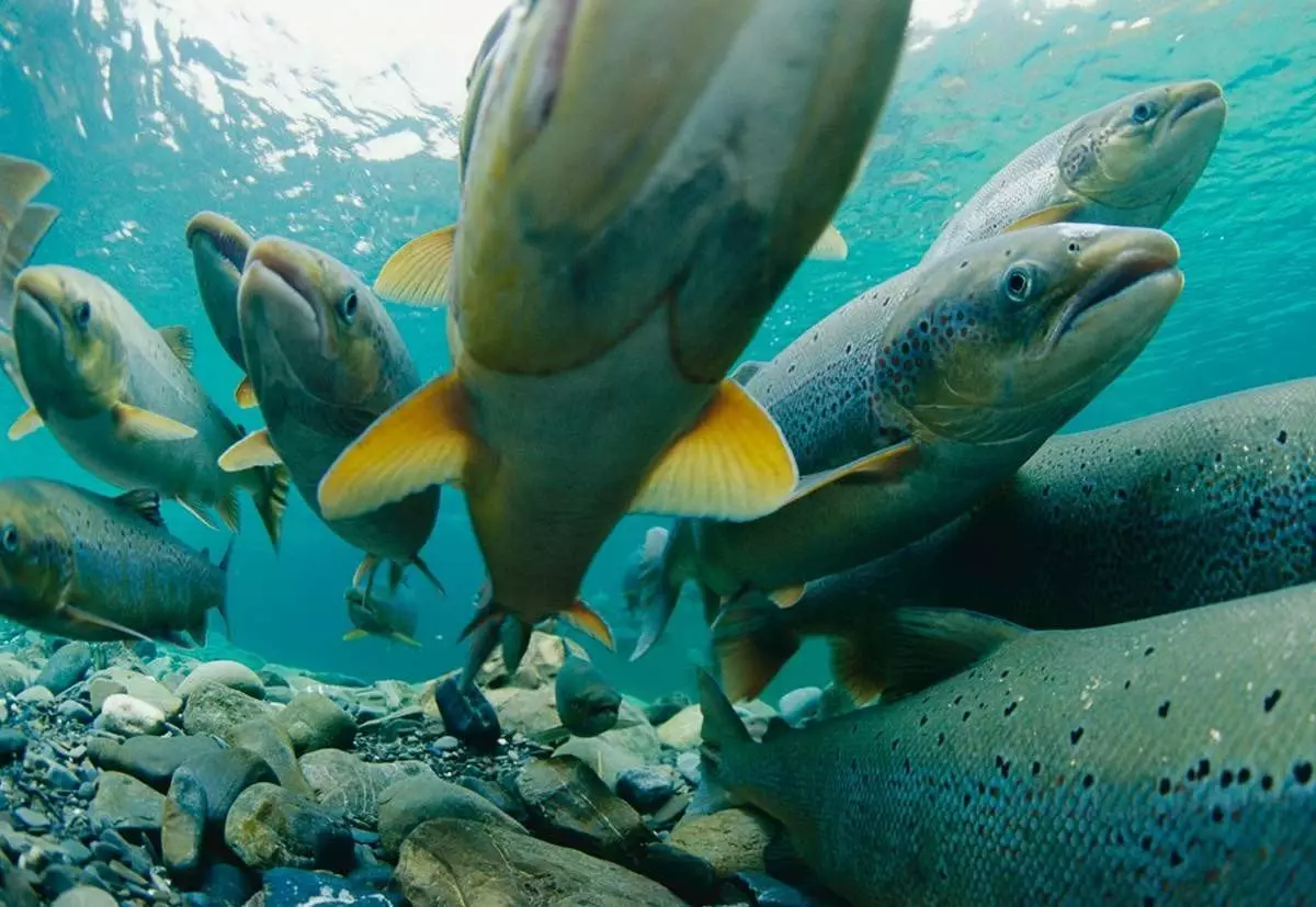 Nama lain untuk salmon Atlantik ialah salmon.