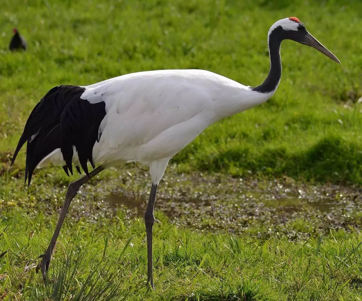 Japanilainen nosturi (Grus japonensis).