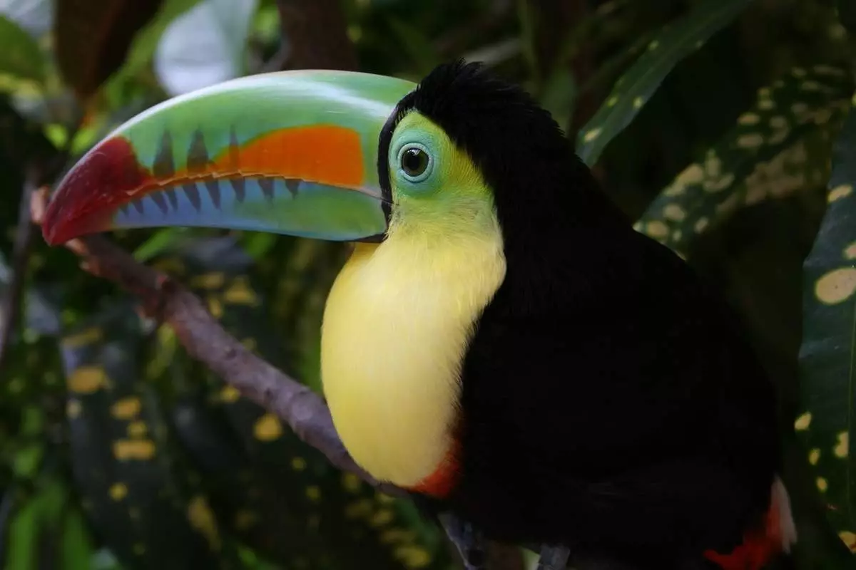 Ĉielarka tukano (Ramphastos sulfuratus).