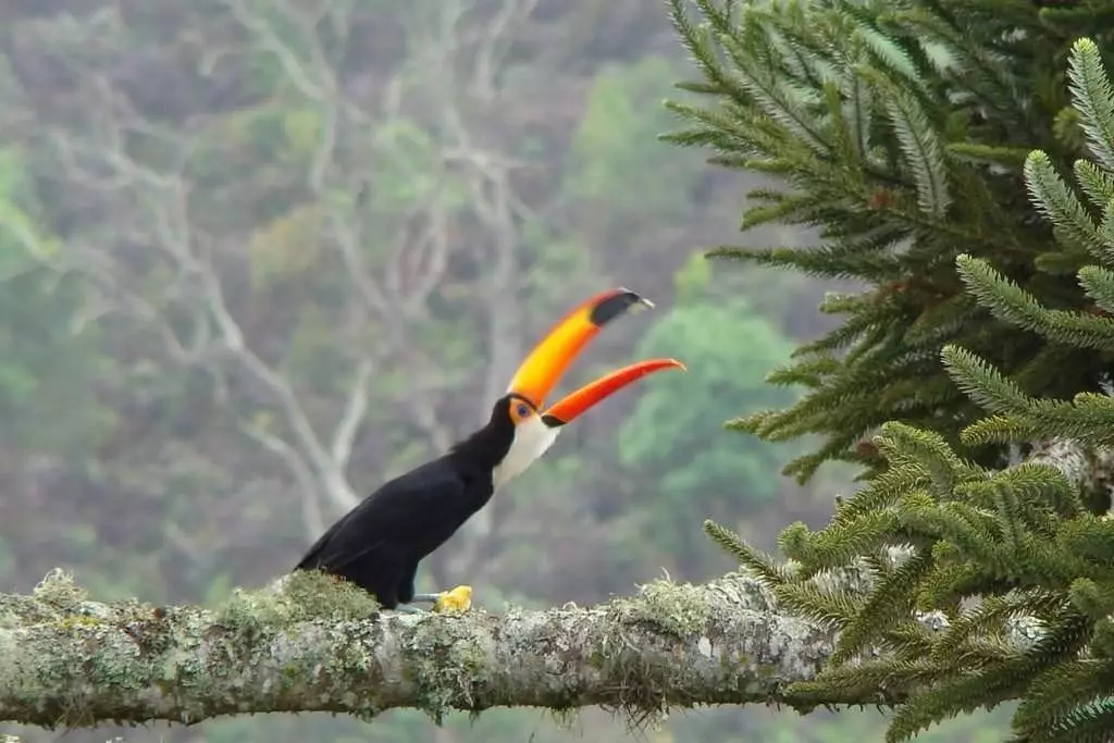 Tucán grande (Ramphastos toco).