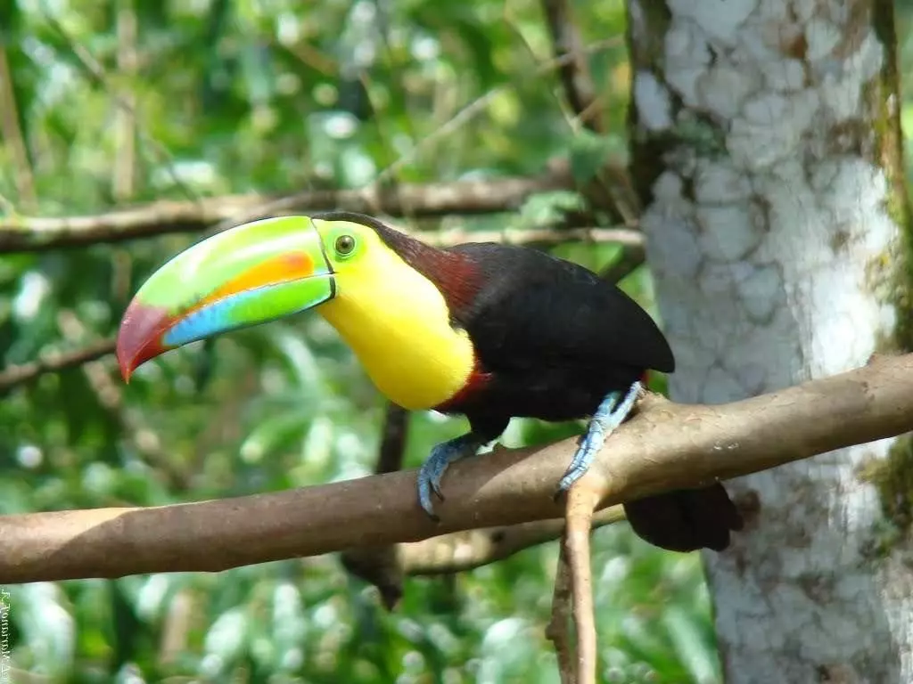 Toucans hafa áberandi gogg.