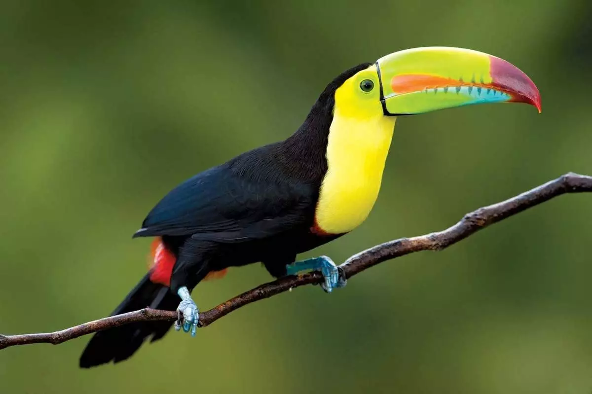 Toucans eru alætu fuglar.