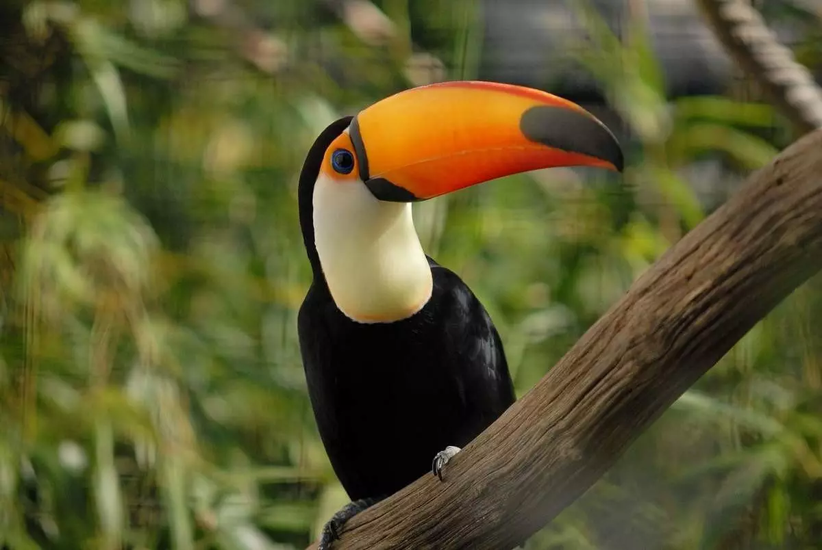 Úsáidtear Toucans sa chócaireacht.