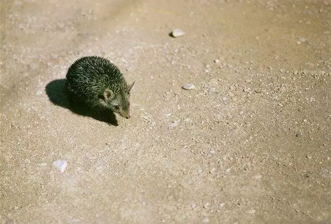 In the dry season, the activity of hedgehogs continues from dusk to sunrise.