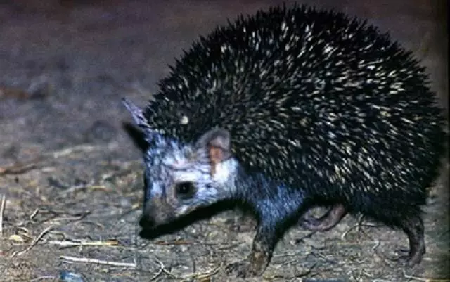 Ang long-spined hedgehog ay protektado sa mga reserba ng Turkmenistan, Uzbekistan, Kazakhstan, Pakistan, at nakalista sa Red Book ng Kazakhstan at Uzbekistan.