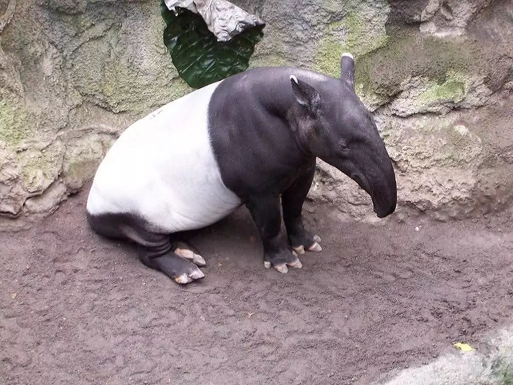 Gara golly tapir (Tapirus görkezijisi).