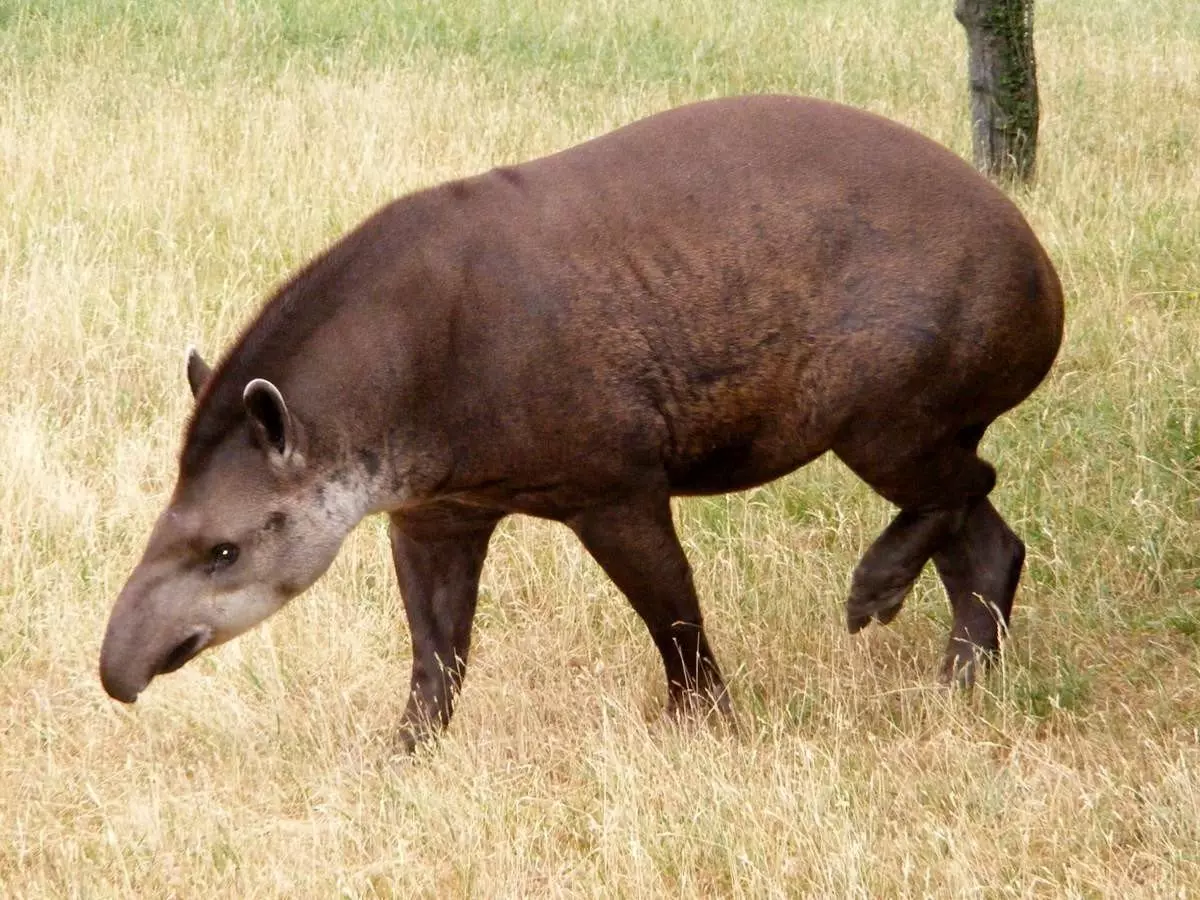 تاپیر ساده (Tapirus terrestris).