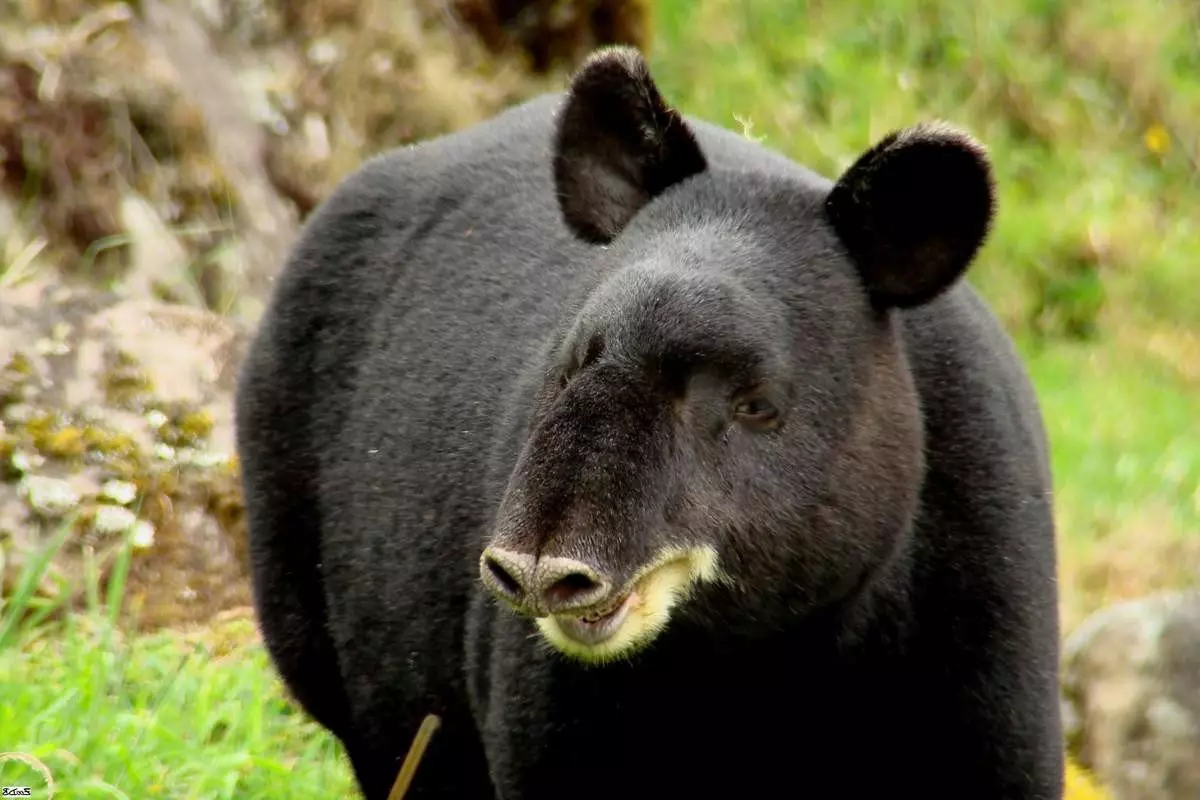 کوه تاپیر (Tapirus pinchaque).