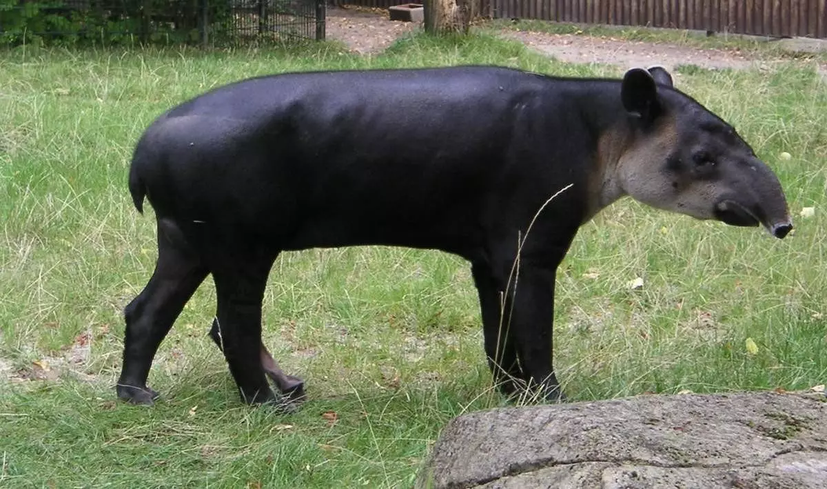 Erdialdeko Amerikako tapira, Bairden tapira (Tapirus bairdii).