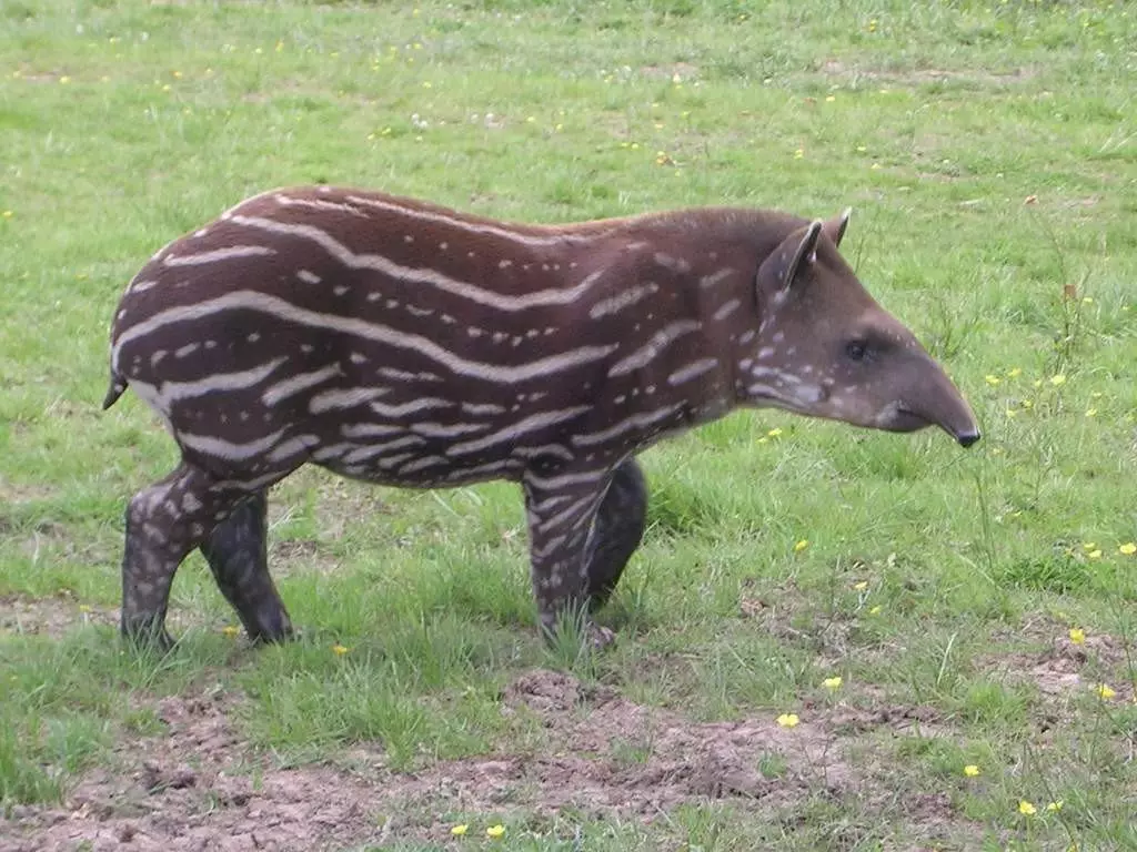 Tapir cub.