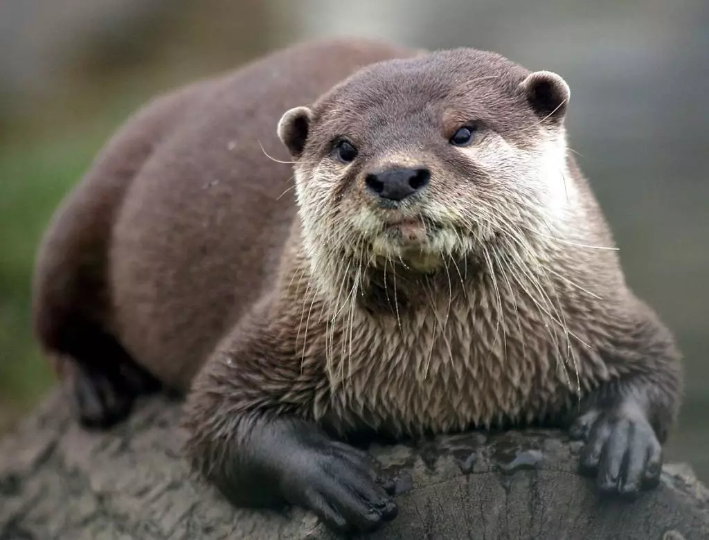 Nutria de Sumatra (Lutra sumatrana).