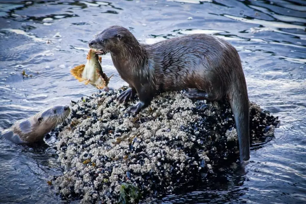 En el agua debajo de los juncos hay mucha comida apta para las nutrias: mariscos, cangrejos y pescados.