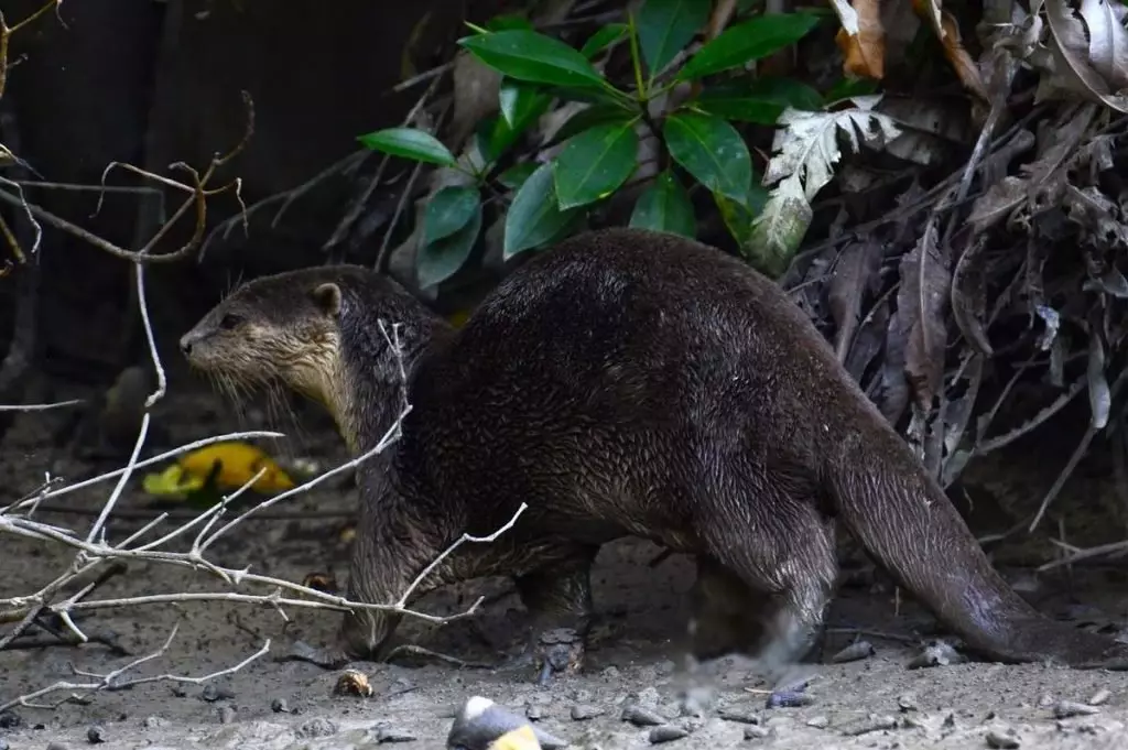 Con la falta de comida, las nutrias de Sumatra pueden moverse de un hábitat a otro, mientras viajan largas distancias.