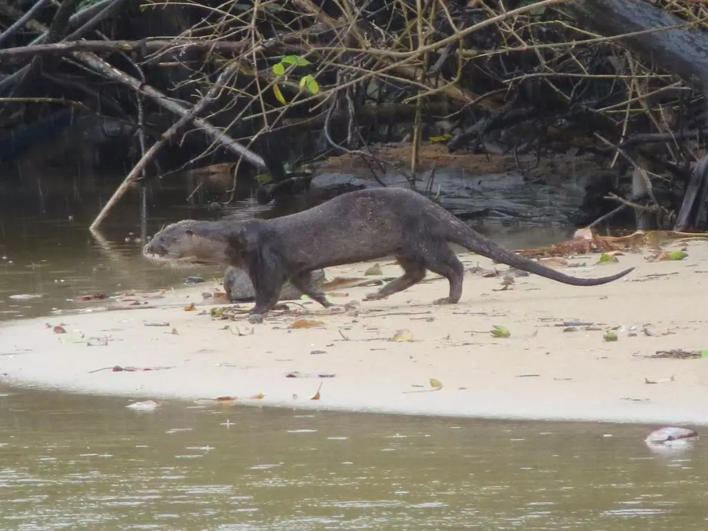 Las nutrias de Sumatra habitan en bosques pantanosos, tramos bajos de ríos, humedales, bosques de manglares y arroyos de montaña por encima de los 300 m sobre el nivel del mar.