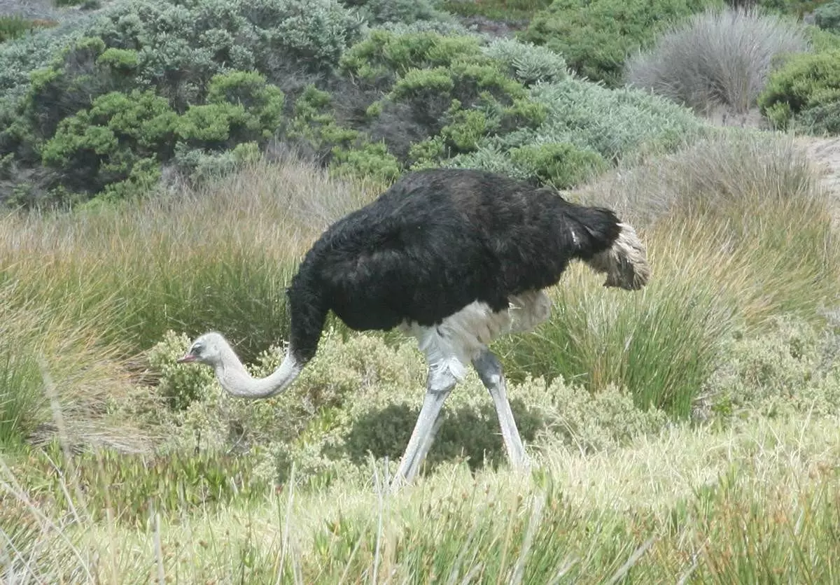 African ostrich (Struthio camelus).