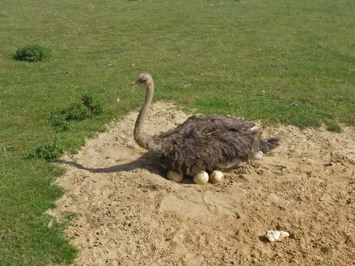 Ostrich bikang dina sayang.