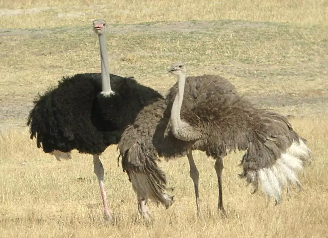 Ostriches usedڪرين ۾ رھڻ لاءِ استعمال ٿيندا آھن.