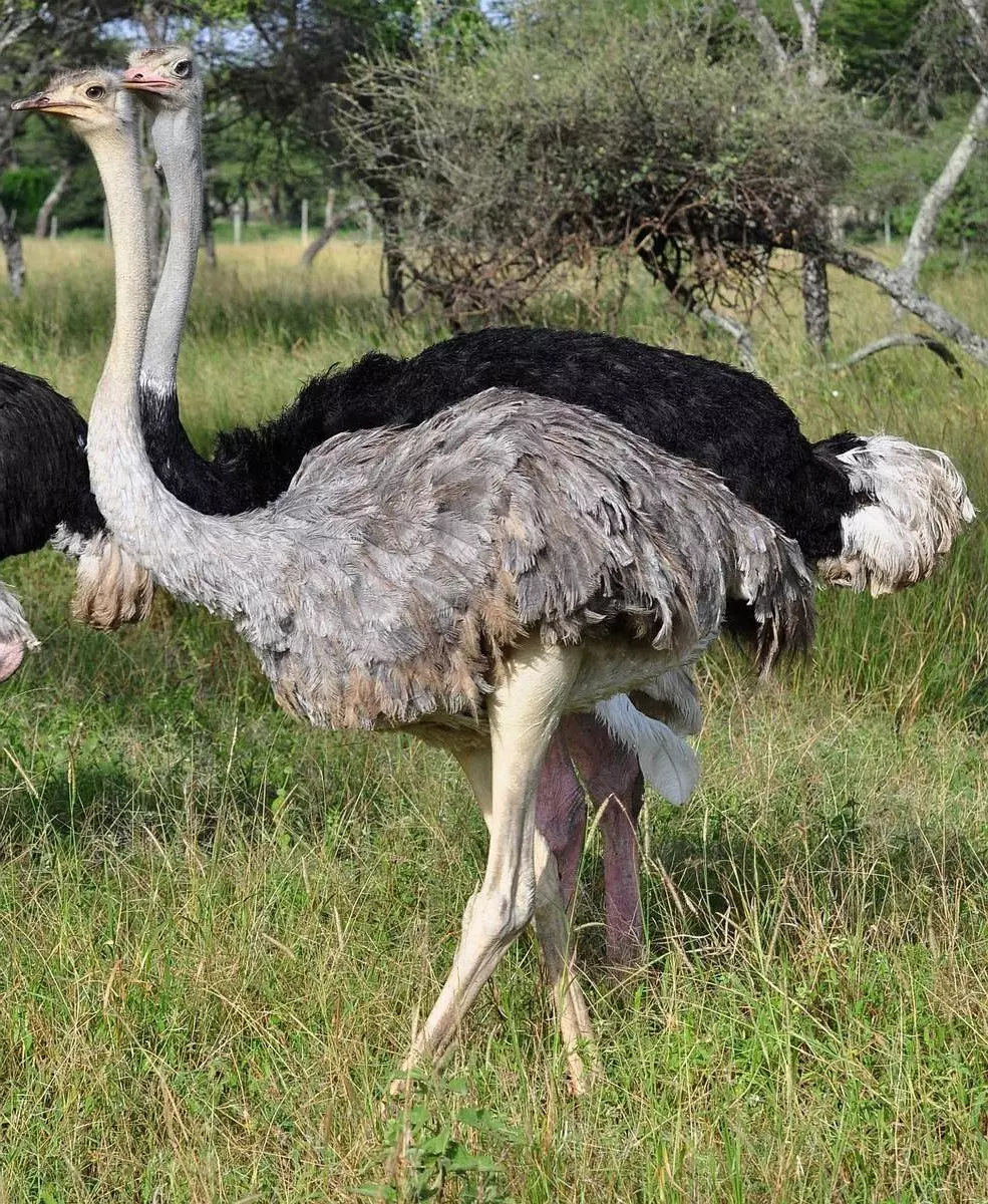 A pair of ostriches.