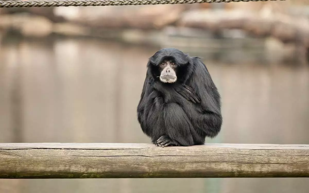 Siamang (Symphalangus syndactylus).