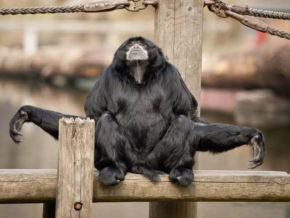 Siamangs is verteenwoordigers van ape.