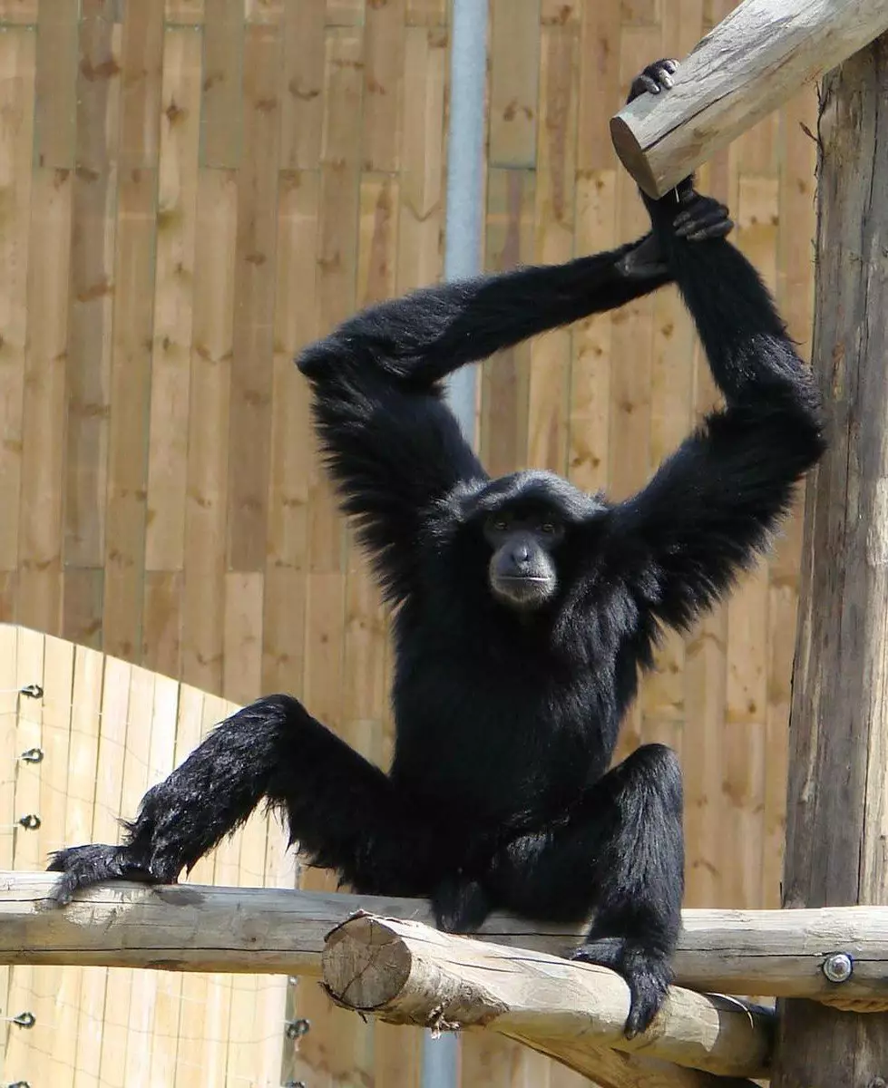 Τα Siamangs έχουν μακριά άκρα.