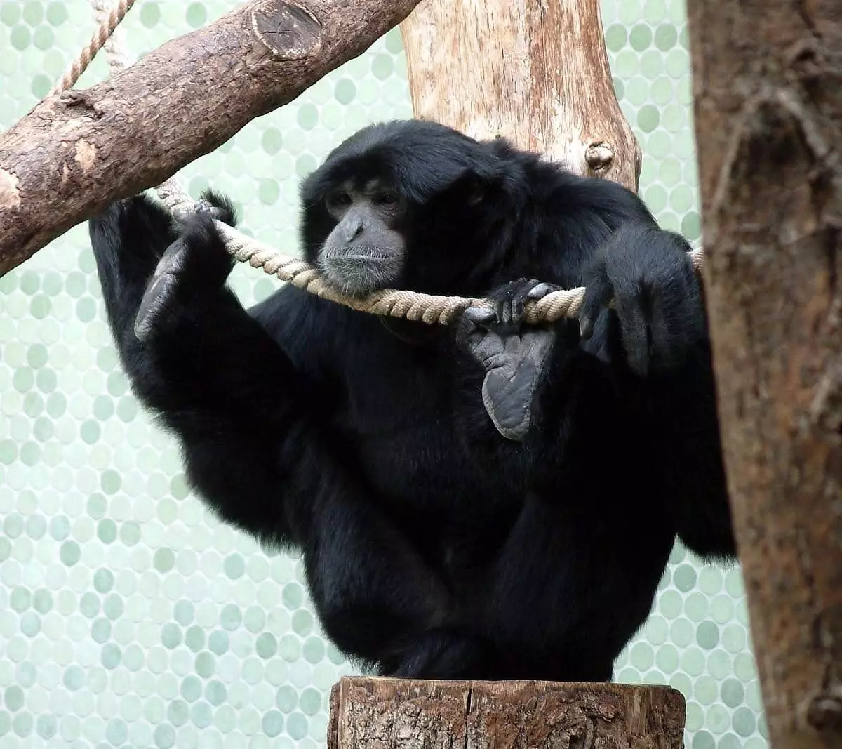 Los siamangs viven hasta 33 años.